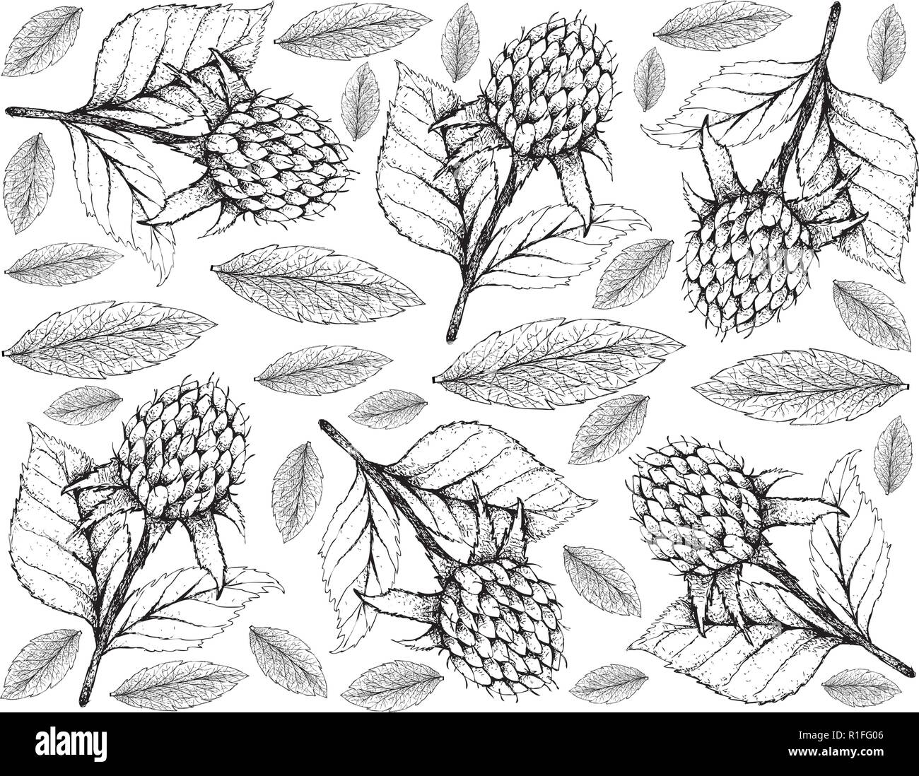 Berry Fruits, Illustration Wallpaper of Hand Drawn Sketch Delicious ...