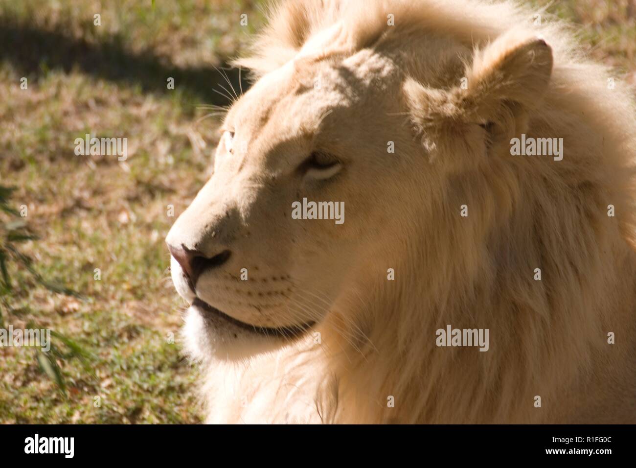 white lion, cango wildlife ranch, south Africa Stock Photo - Alamy