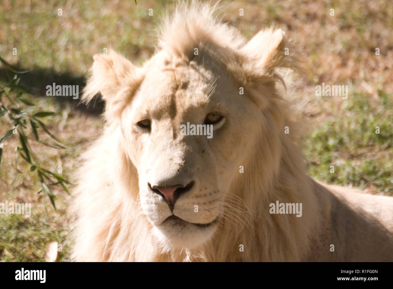 Lion snow africa hi-res stock photography and images - Alamy