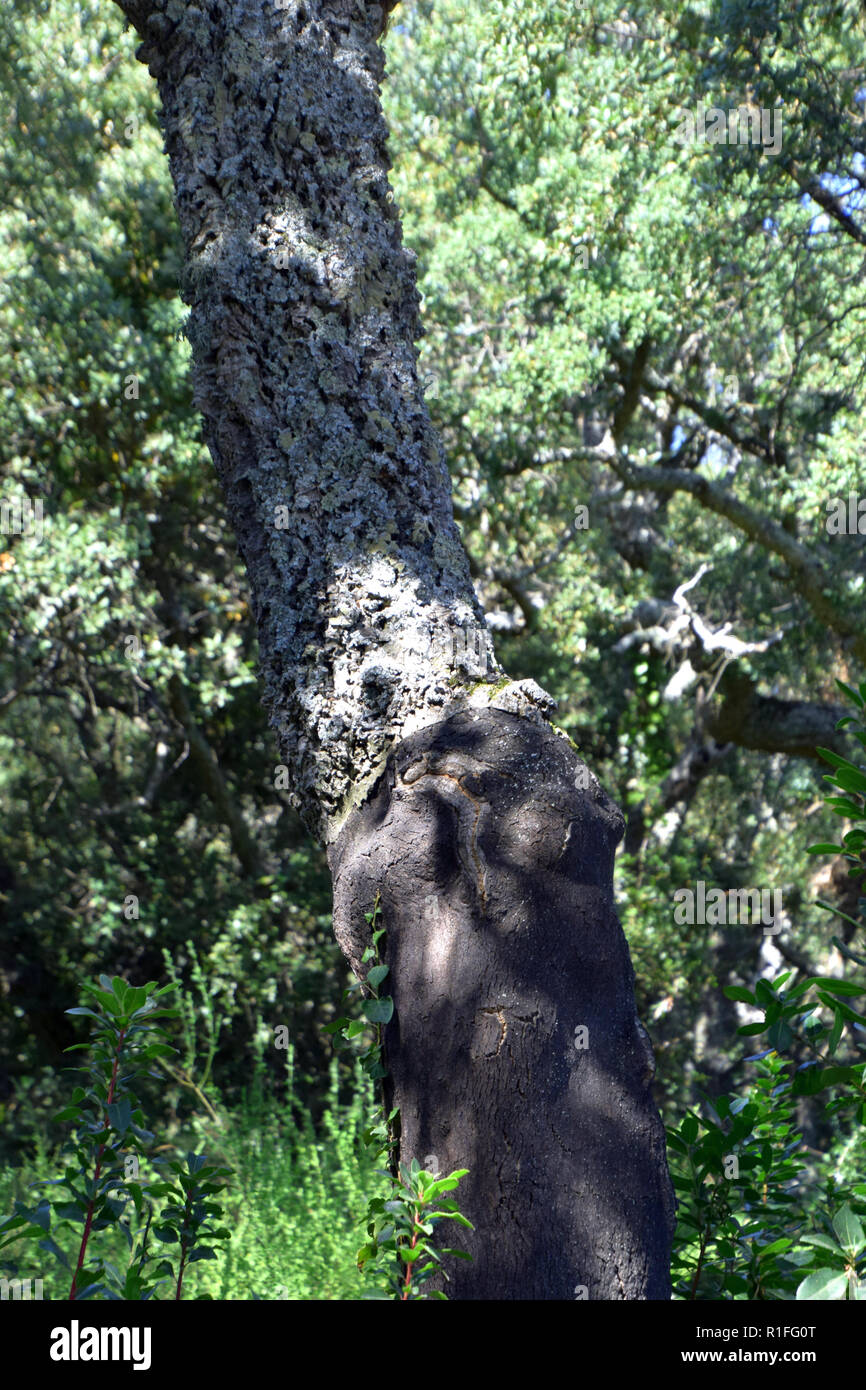 group of big cork oaks in italy, harvested trunk of a quercus suber ...