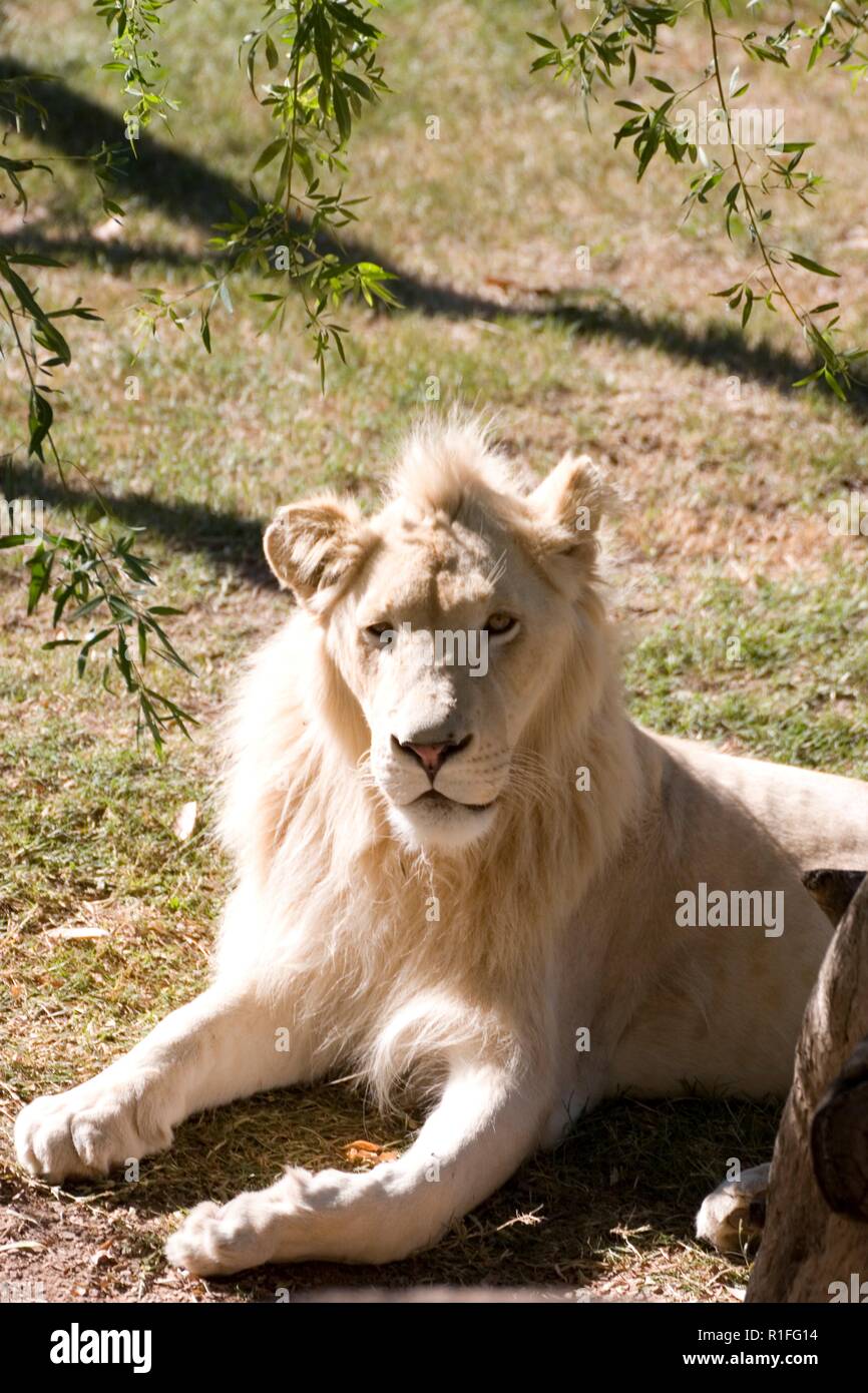 white lion, cango wildlife ranch, south Africa Stock Photo - Alamy