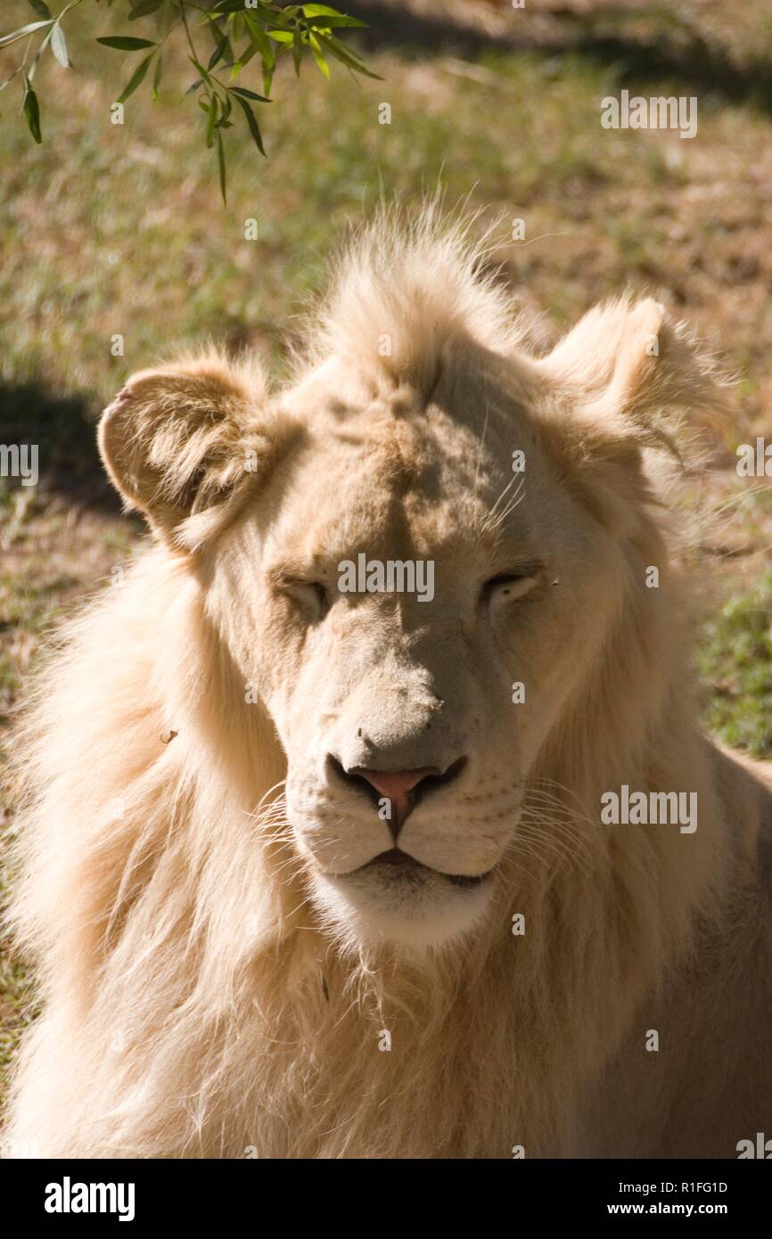 white lion, cango wildlife ranch, south Africa Stock Photo - Alamy