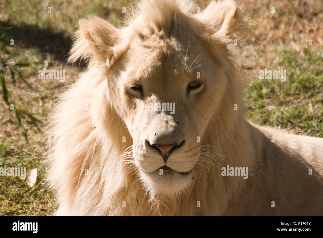 Lion breeding south africa hi-res stock photography and images - Alamy
