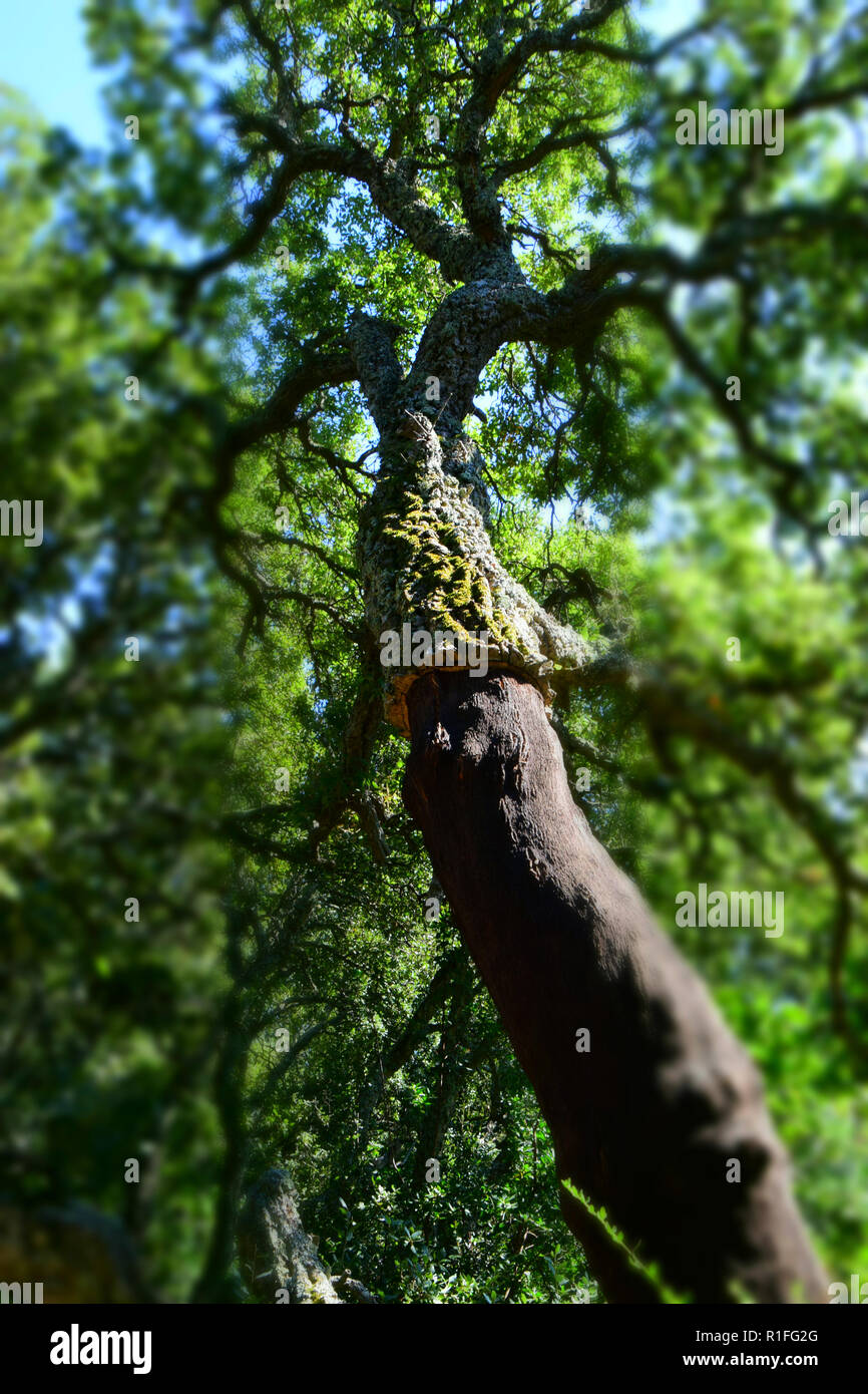 bizarre look of a big cork oak tree trunk, harvested trunk of a quercus ...