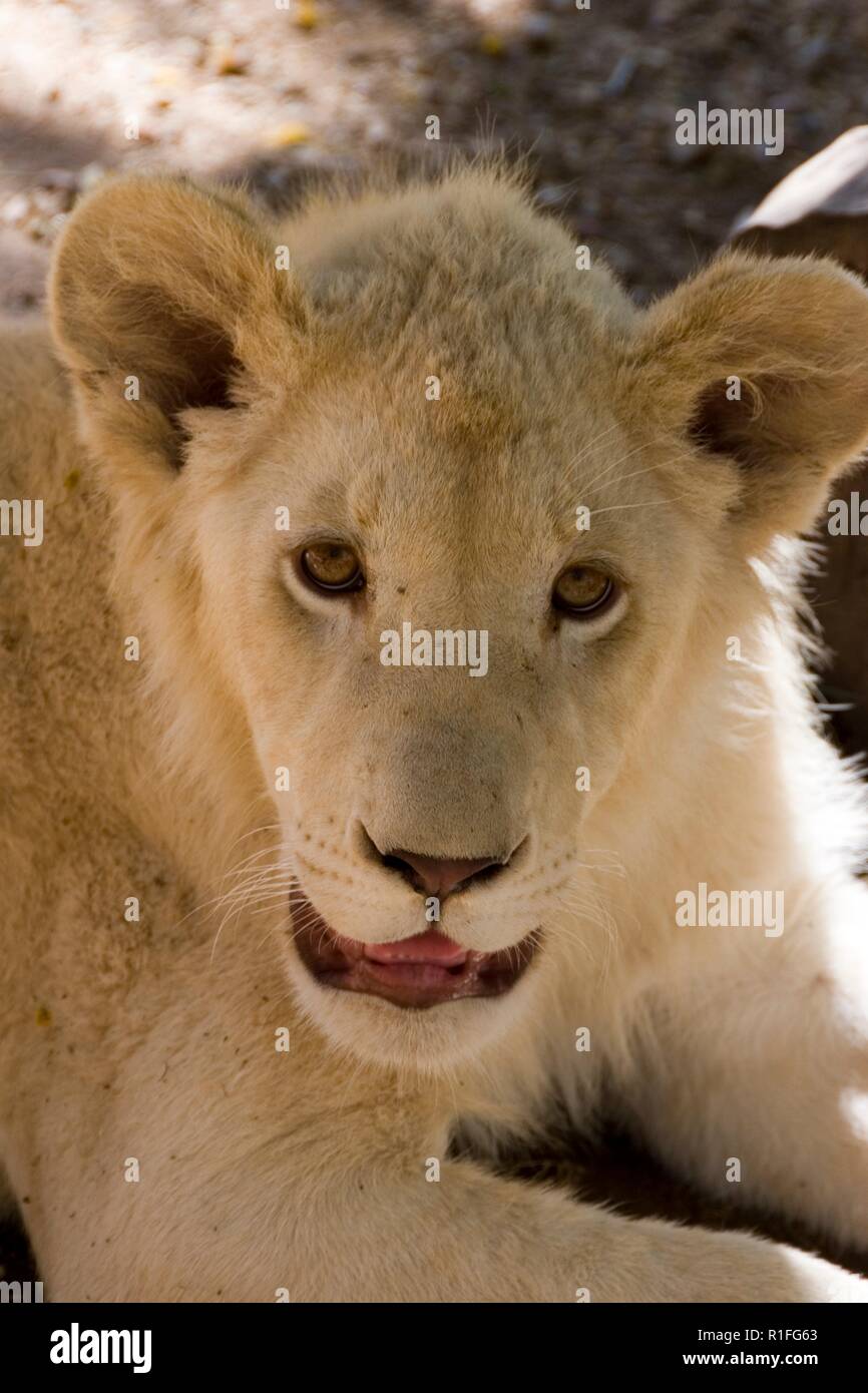 white lion, cango wildlife ranch, south Africa Stock Photo - Alamy