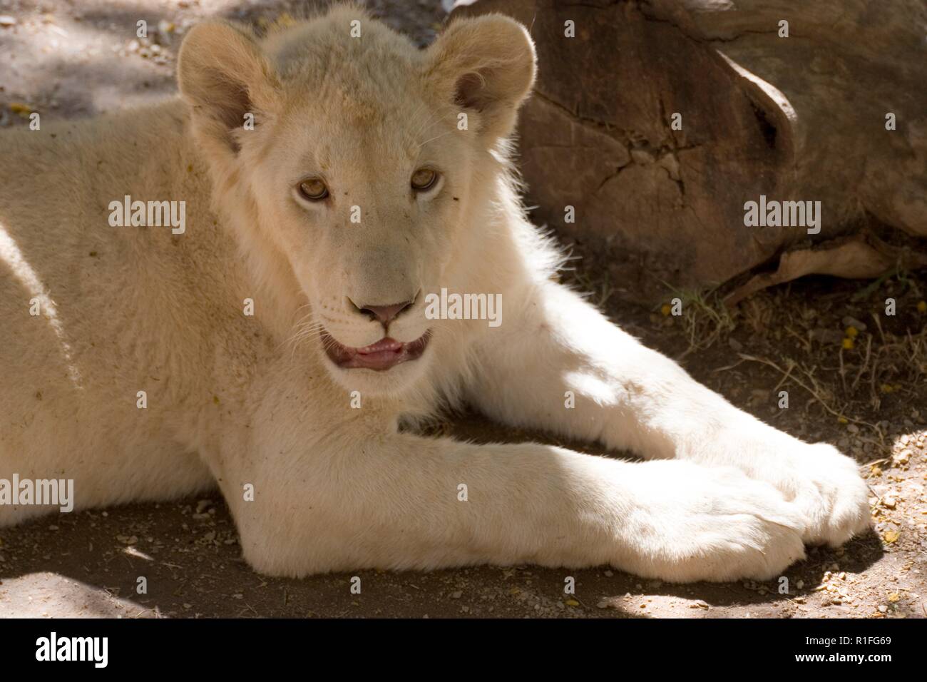 white lion, cango wildlife ranch, south Africa Stock Photo - Alamy