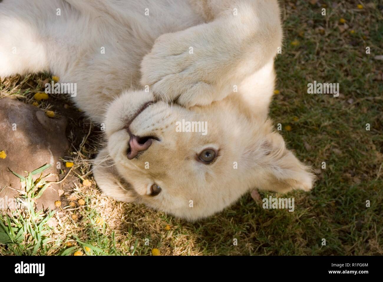 white lion, cango wildlife ranch, south Africa Stock Photo - Alamy