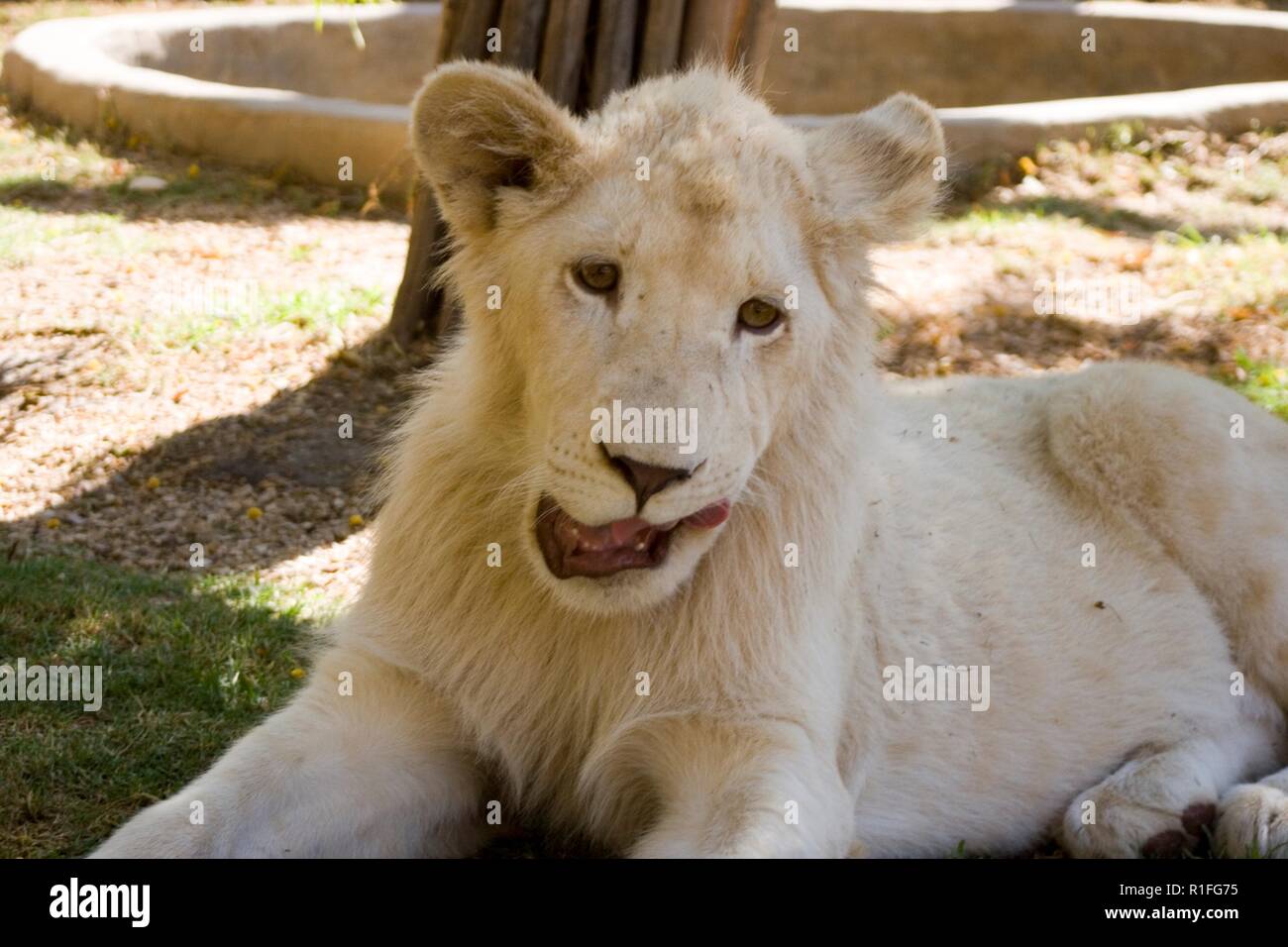 white lion, cango wildlife ranch, south Africa Stock Photo - Alamy