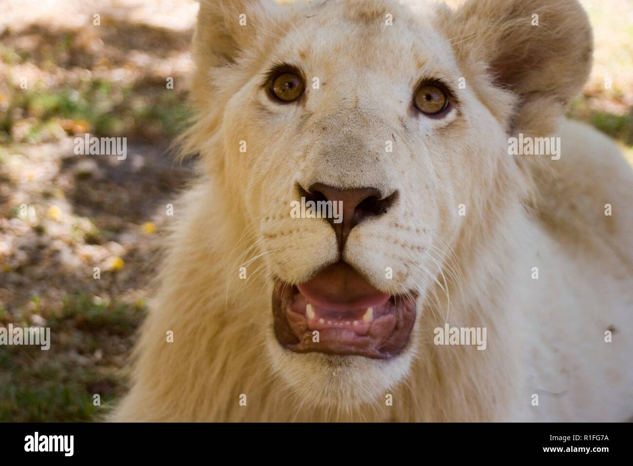 Captive bred lion hi-res stock photography and images - Alamy