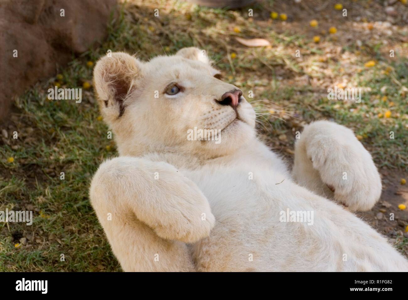 white lion, cango wildlife ranch, south Africa Stock Photo - Alamy