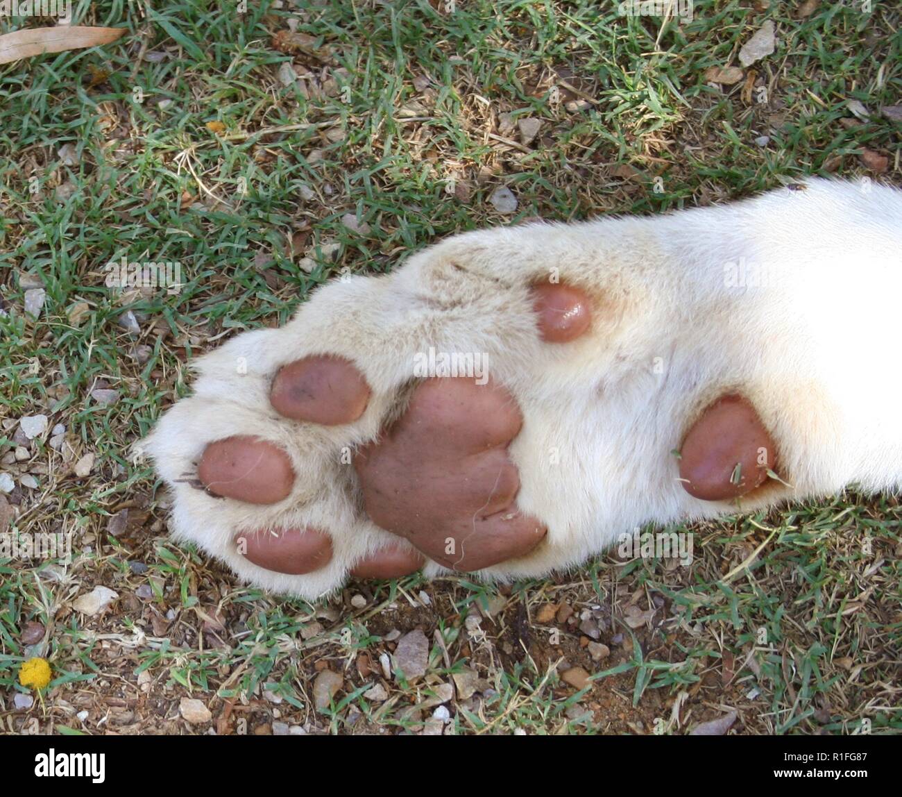 South african white lion panthera hi-res stock photography and images ...