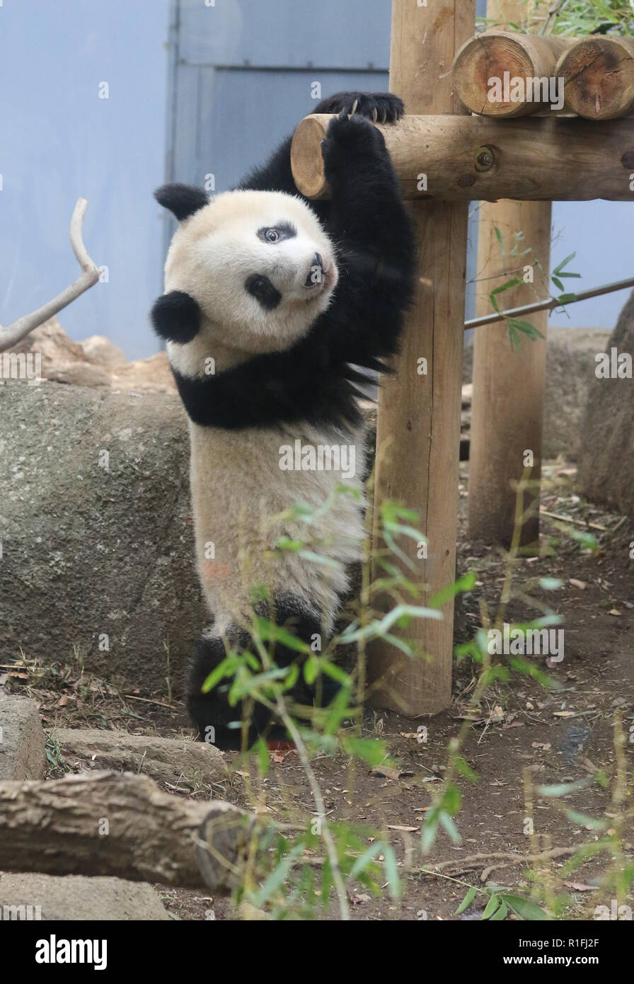 Tokyo, Japan. 12th Nov, 2018. One year-old female giant panda Xiang ...