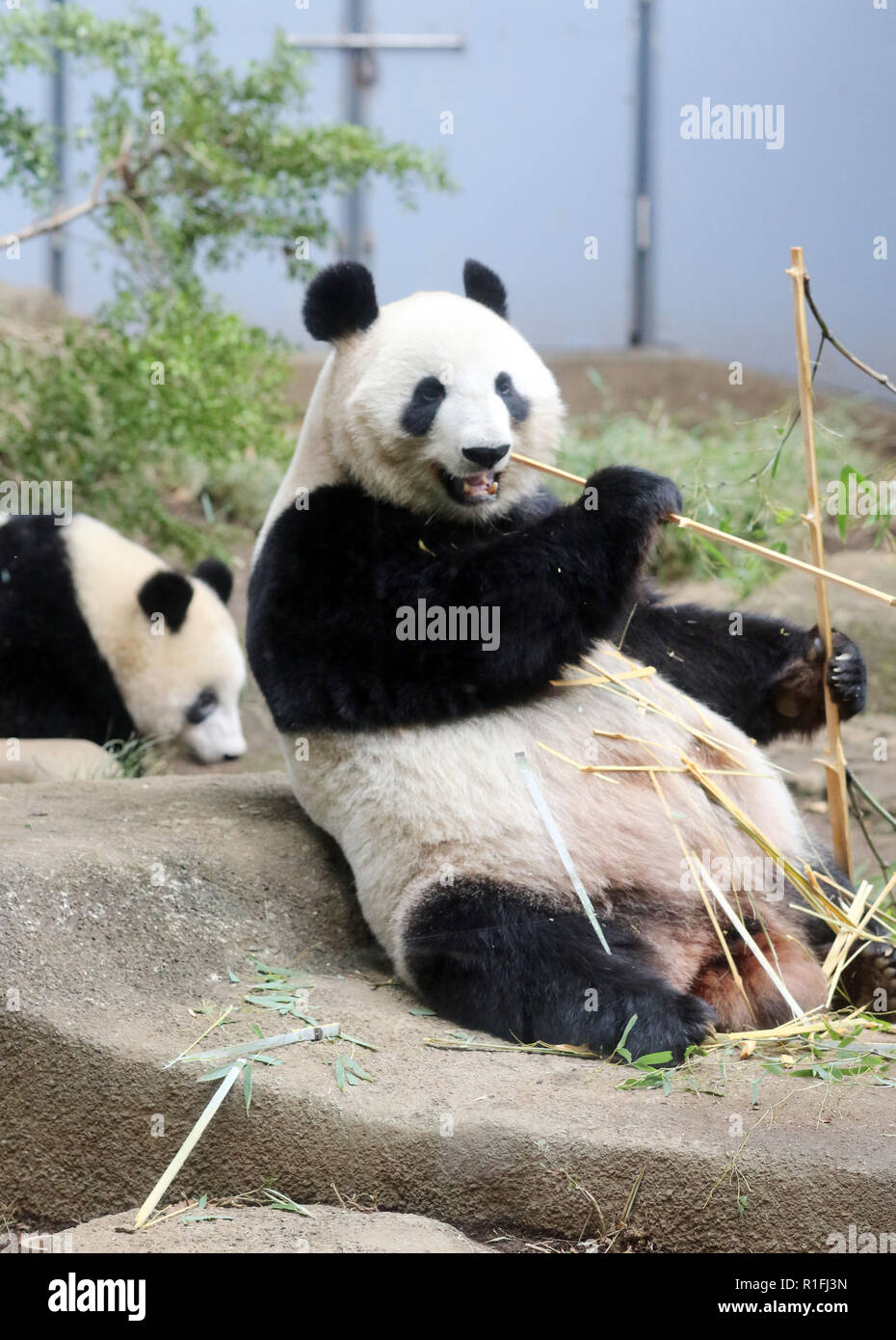 Tokyo, Japan. 12th Nov, 2018. Female giant panda Shin Shin (R) eats ...