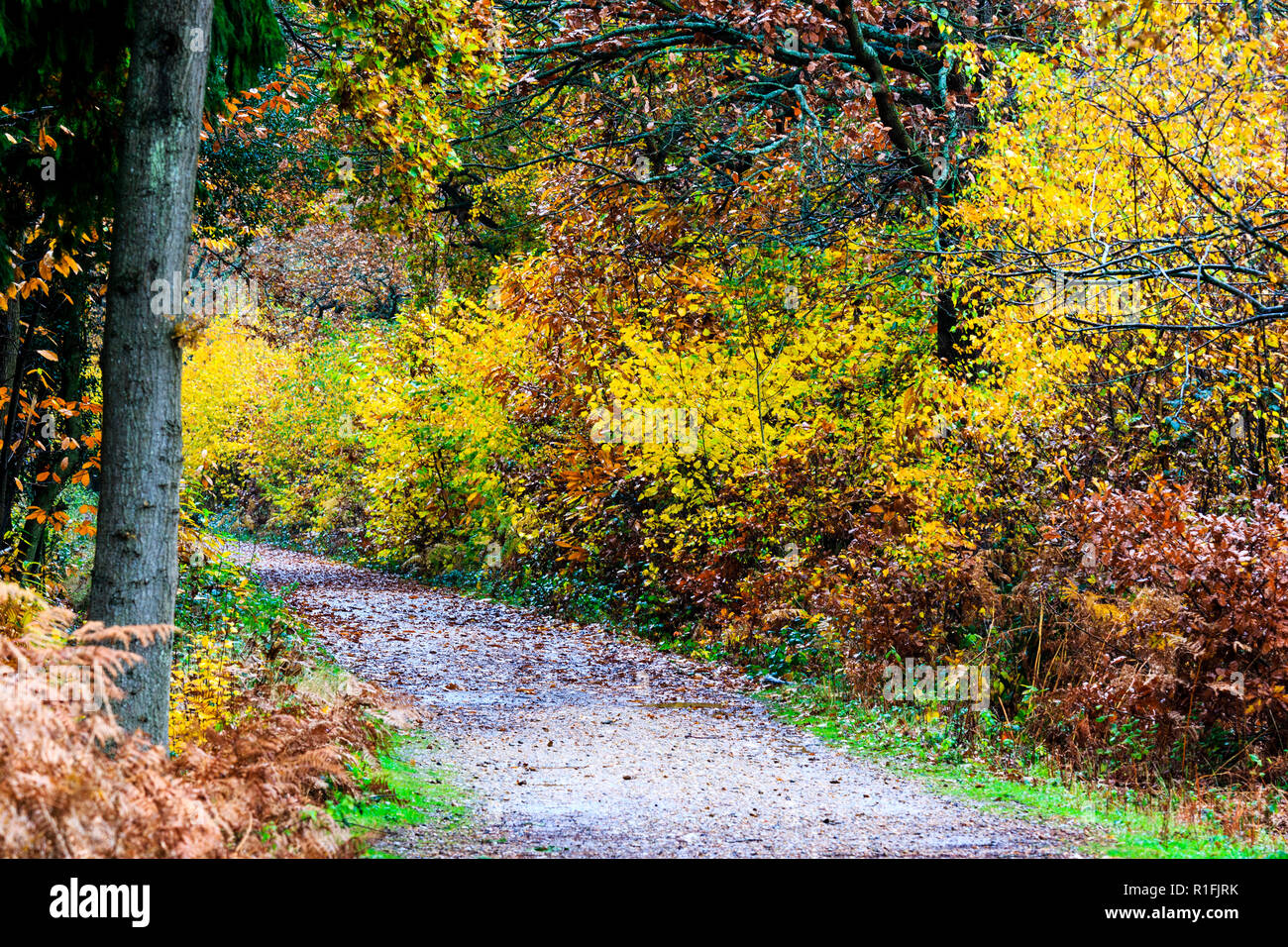 Blean woods in Kent, England, during the autumn, on a rainy morning ...
