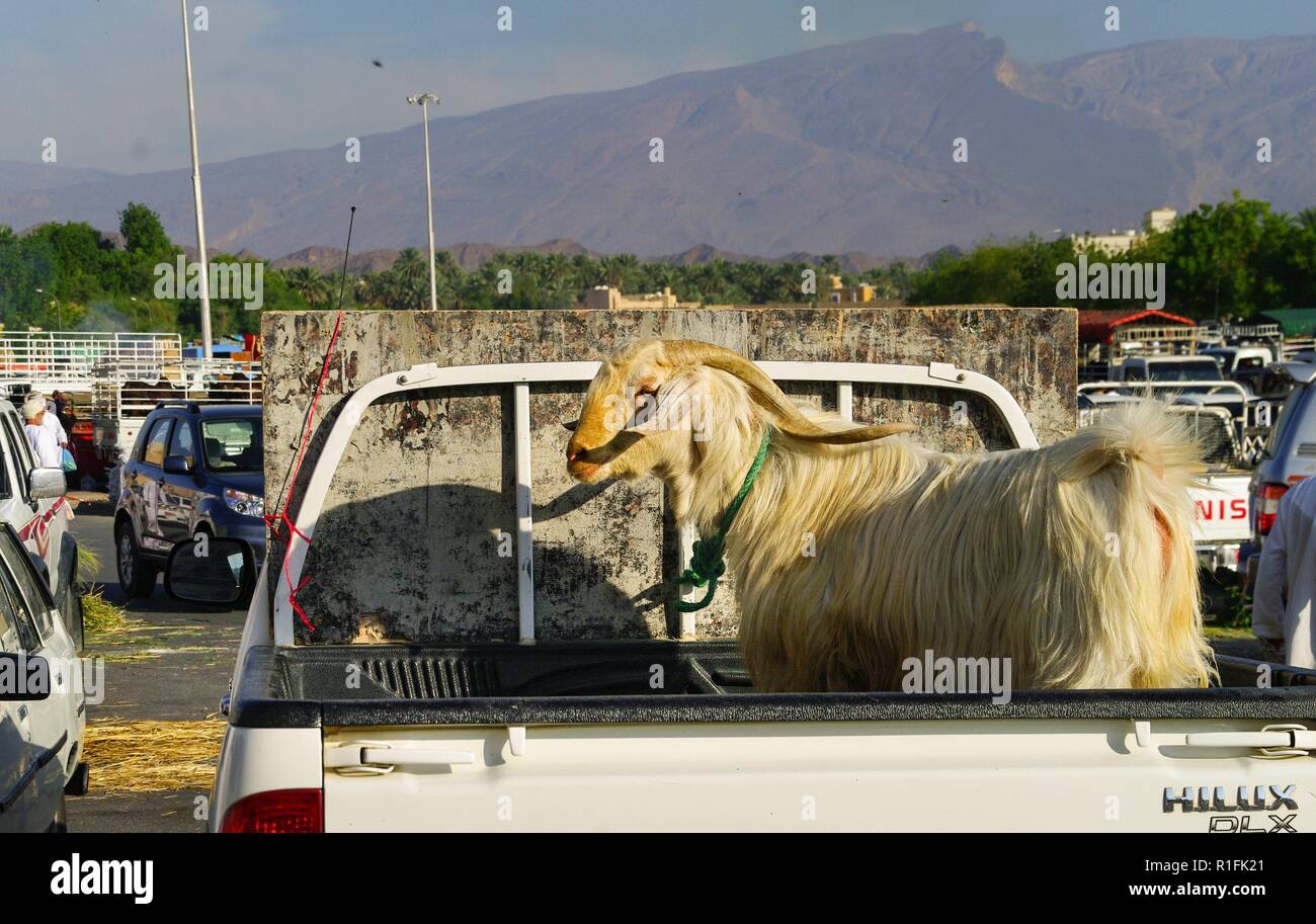 Goat on a pickup truck hi-res stock photography and images - Alamy