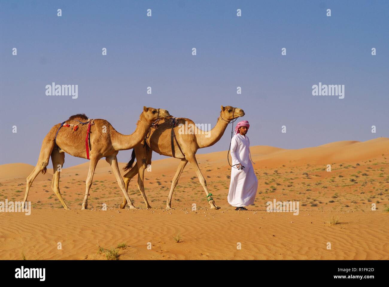 Muscat, France. 25th Nov, 2012. A Bedouin walks with two camels through ...