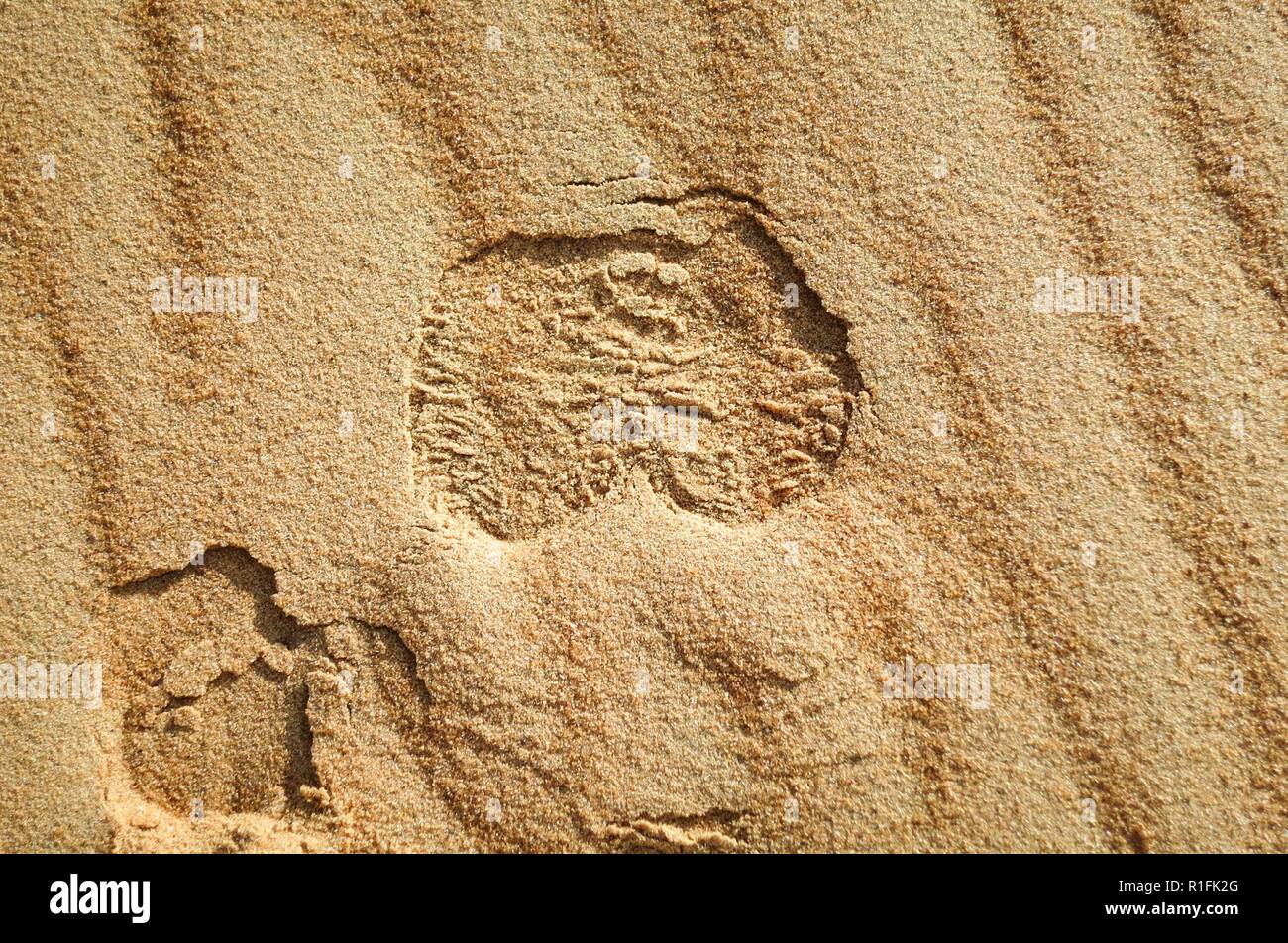 Camel footprint in sand hi-res stock photography and images - Alamy