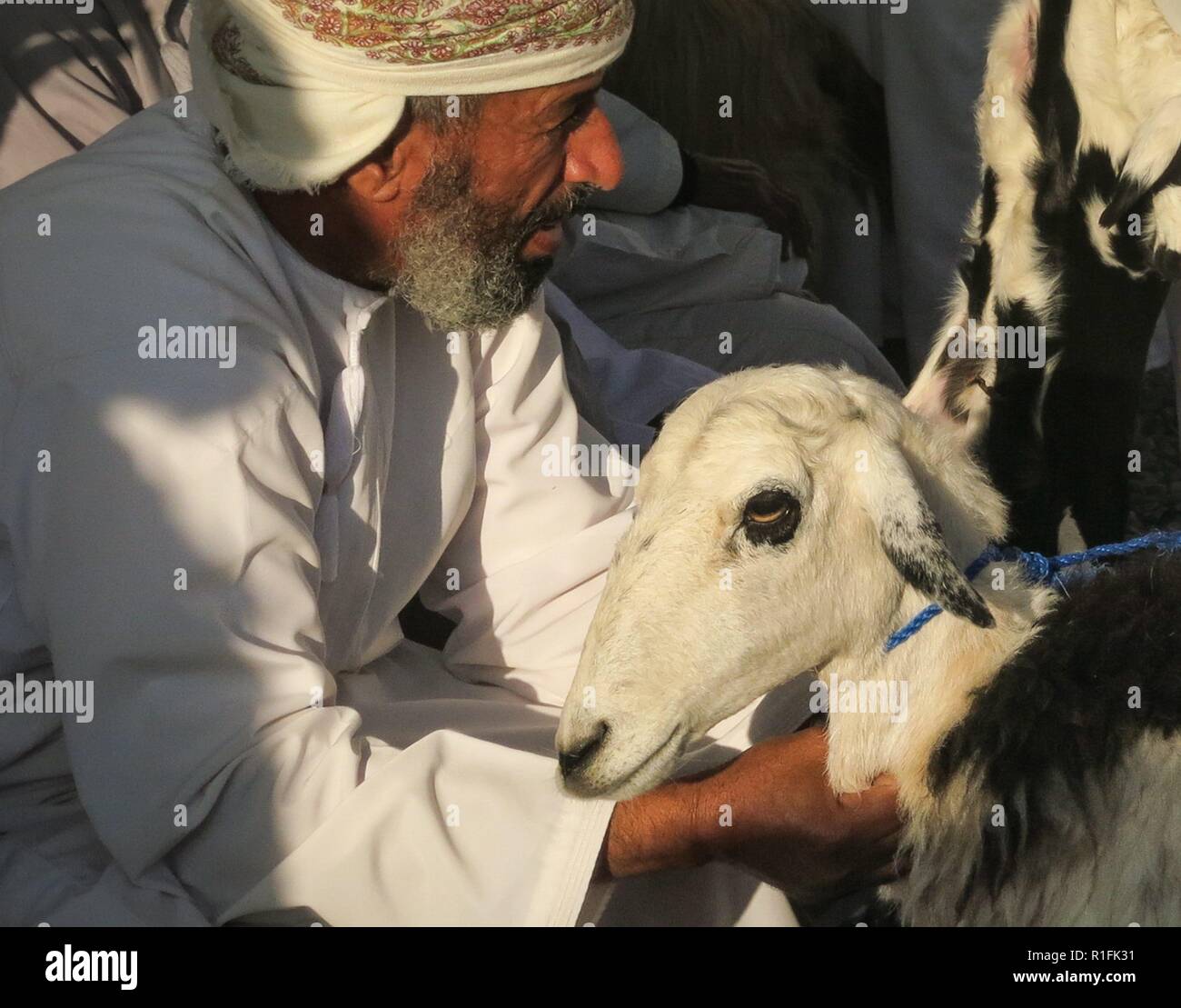 Nizwa, Oman. 23rd Nov, 2012. A cattle trader checks the condition of a ...