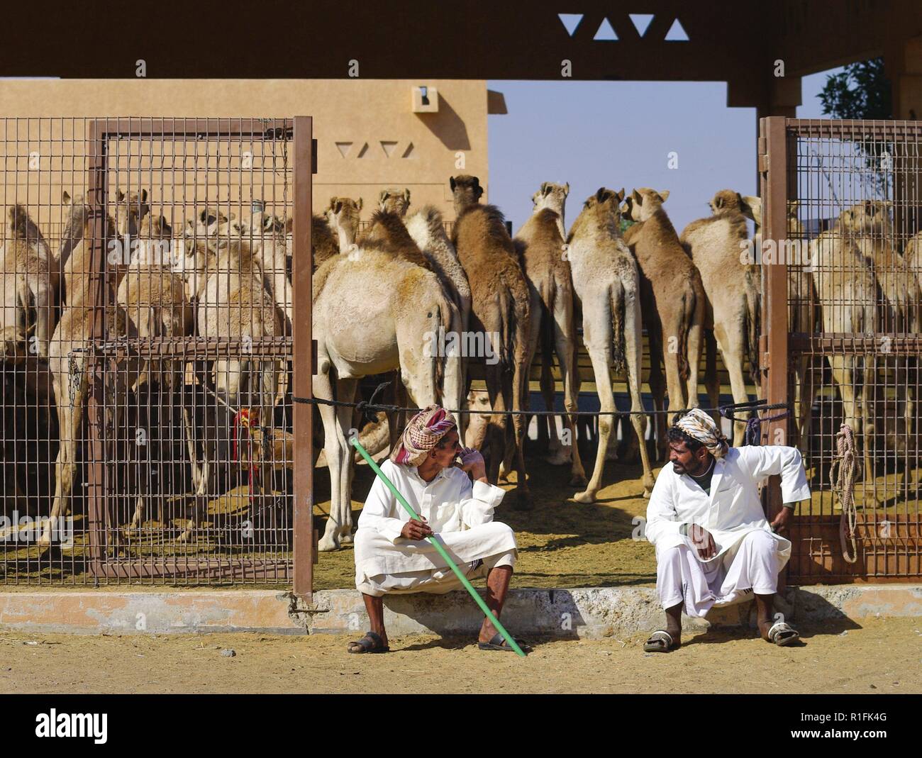 Abu Dhabi, United Arab Emirates. 24th Jan, 2014. Hundreds of camels ...