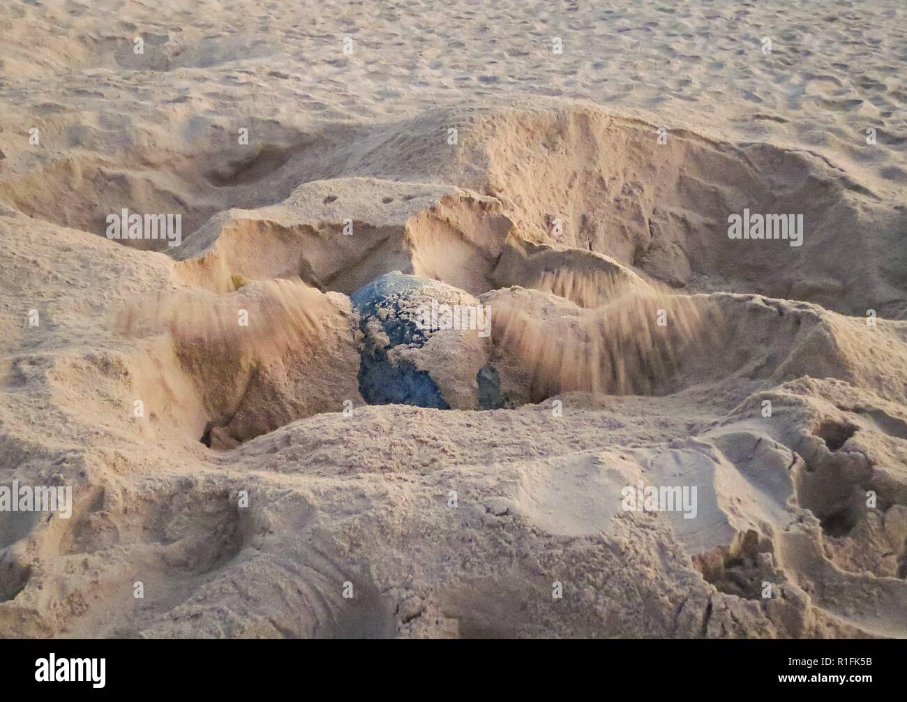 A Green Sea Turtle (Chelonia mydas) shovels sand with its hind fins ...