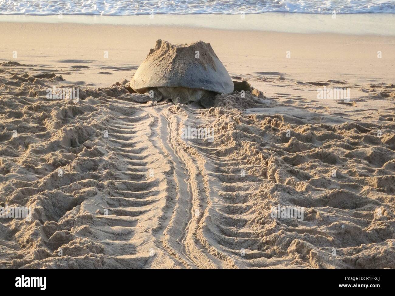 Green sea turtle tracks heading hi-res stock photography and images - Alamy