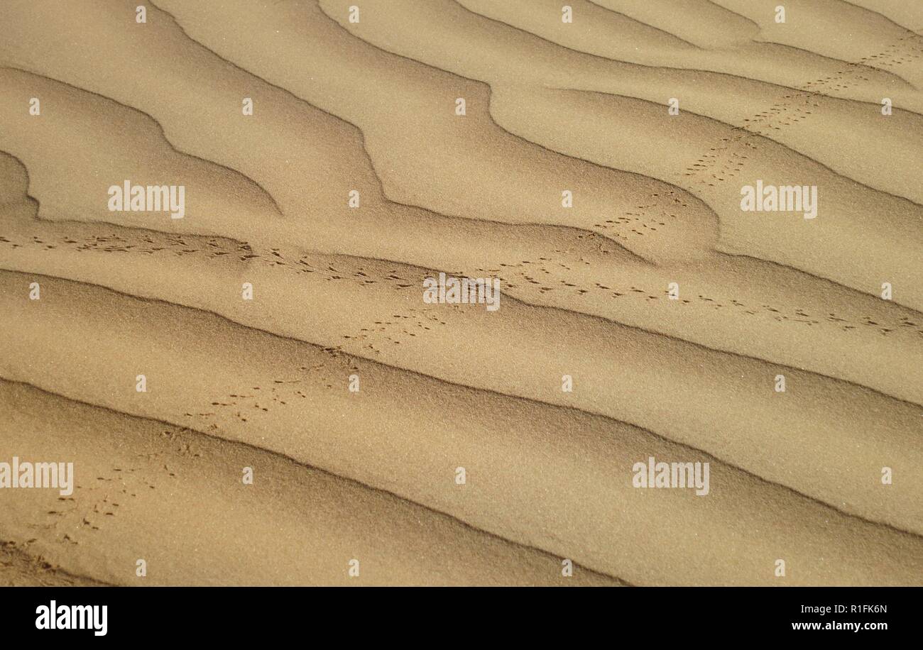 Muscat, France. 25th Nov, 2012. The desert is alive. Animals have left ...