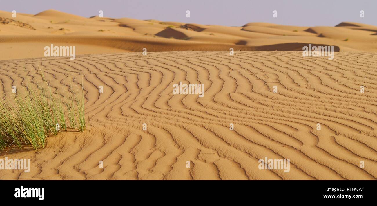 Muscat, France. 25th Nov, 2012. A few green stalks are sprouting ...