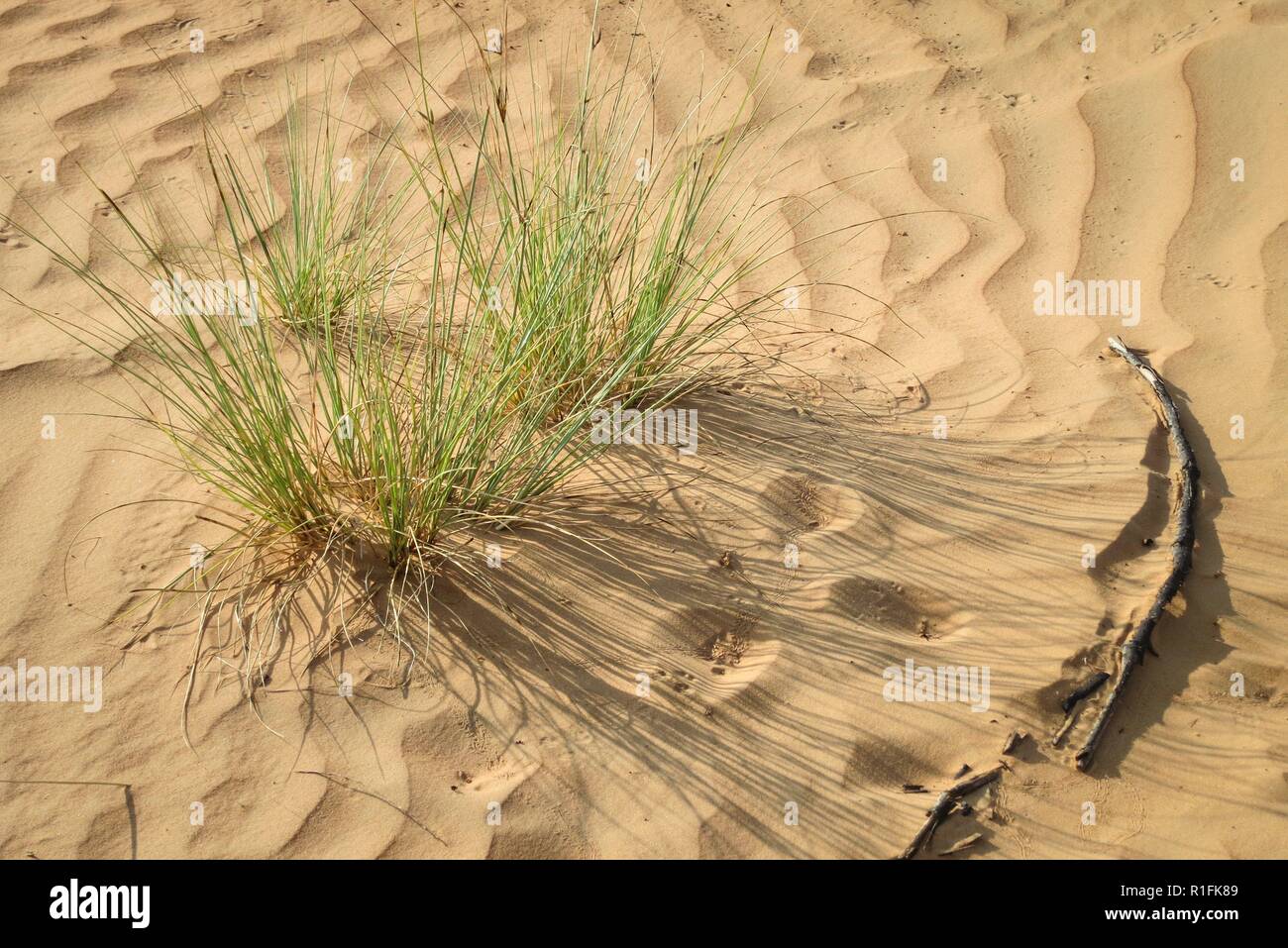 Muscat, France. 25th Nov, 2012. A few green stalks are sprouting ...