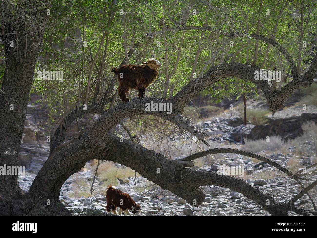 Two goats in a valley of the Jebel Akhdar massif in the Hajar mountains ...