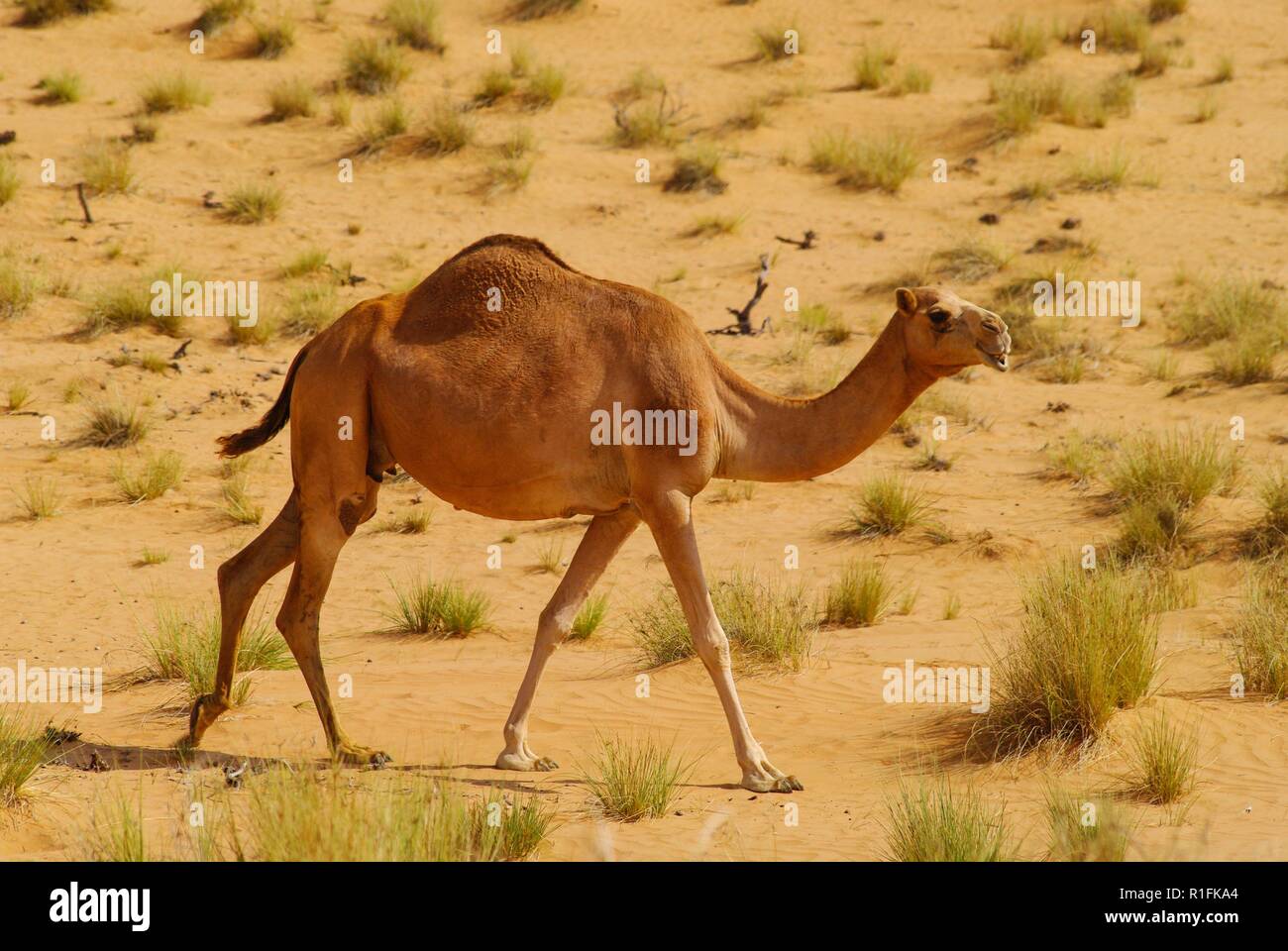 Muscat, France. 25th Nov, 2012. The desert is alive. Animals have left ...