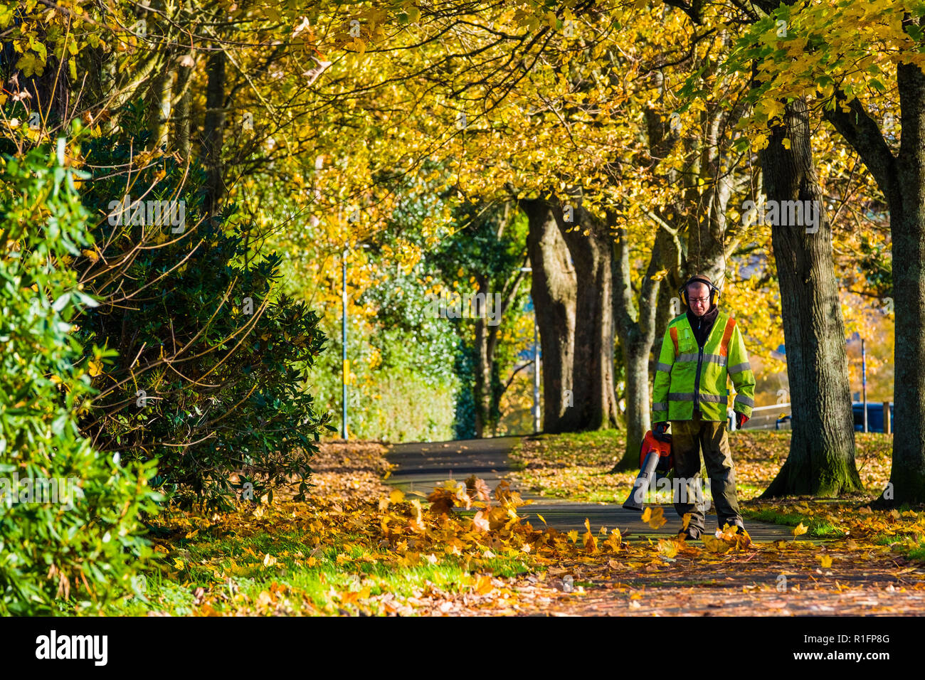Leaves blowing off tree hi-res stock photography and images - Alamy