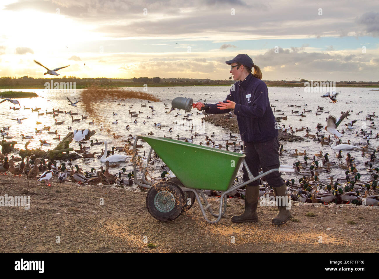 WWT Martin Mere Wetland Centre: Feed the birds at 3pm Whooper swans at ...