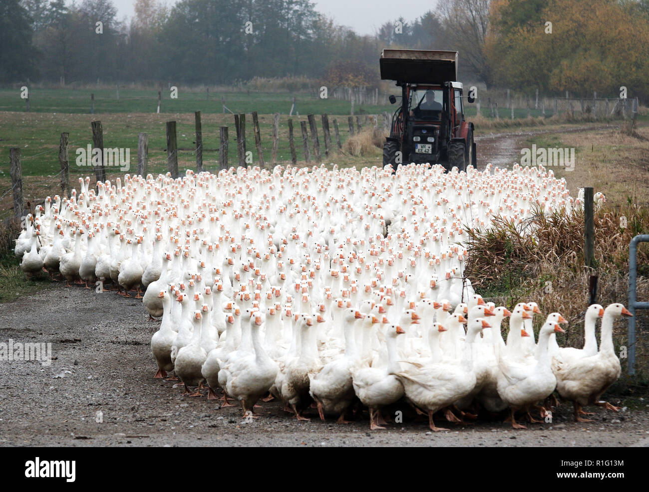 Veckenstedt, Germany. 05th Nov, 2018. Geese are driven across a meadow ...