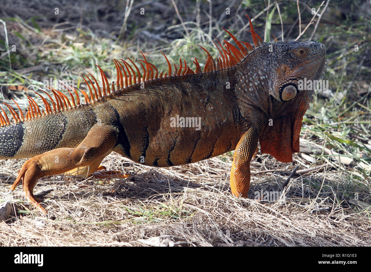 Invasive green iguana in South Florida, this species is native to ...