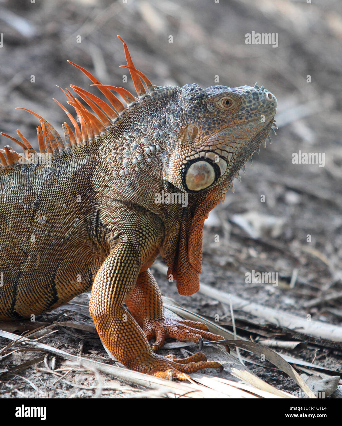 Invasive green iguana in South Florida, this species is native to ...