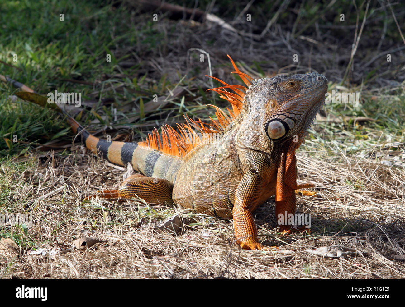 Invasive green iguana in South Florida, this species is native to ...