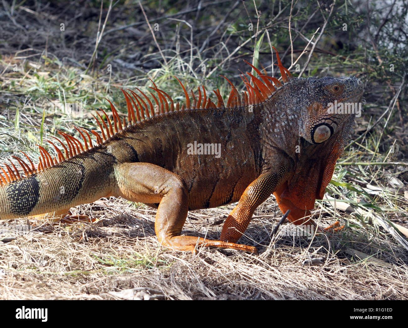 Invasive green iguana in South Florida, this species is native to ...