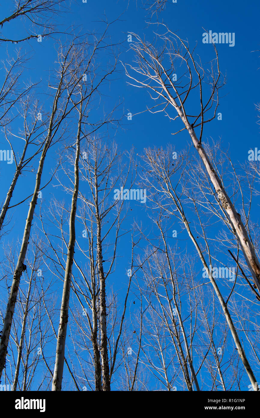Reaching skyward hi-res stock photography and images - Alamy