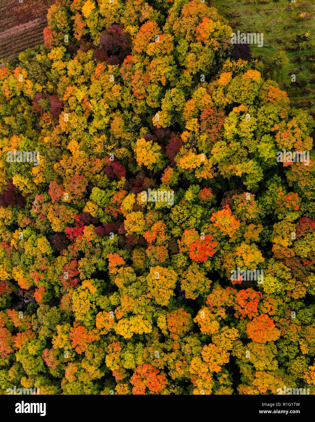 Fall forest from the air (drone shot Stock Photo - Alamy