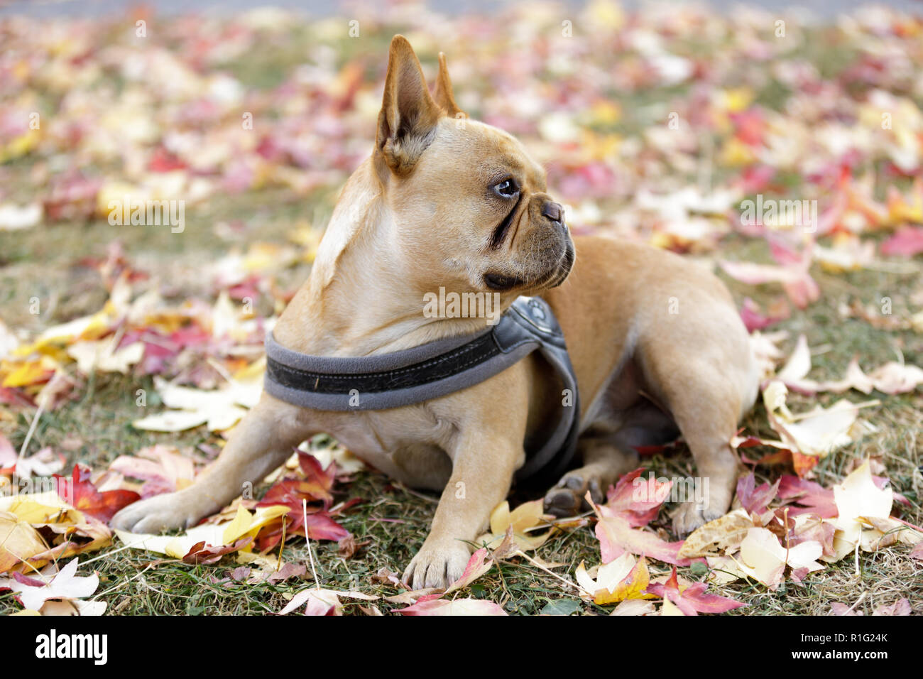 Curious French Bulldog young male in autumn background Stock Photo - Alamy