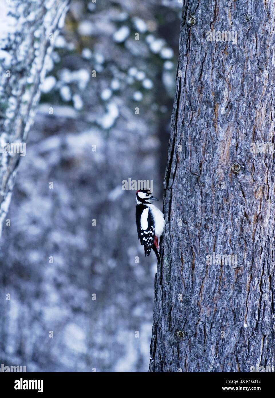 The great spotted woodpecker Dendrocopos major is a medium-sized ...