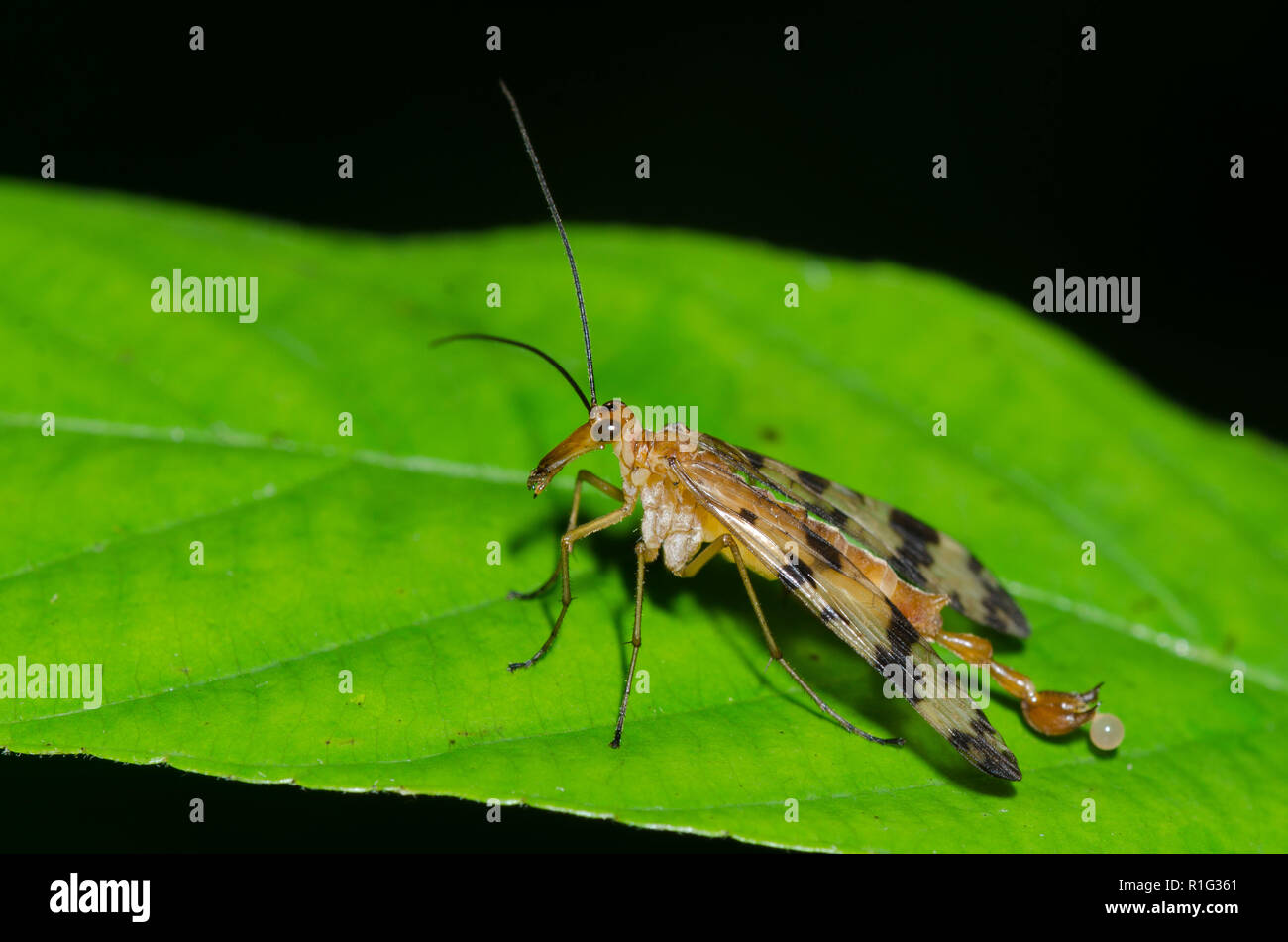 Common Scorpionfly, Panorpa insolens, male Stock Photo - Alamy