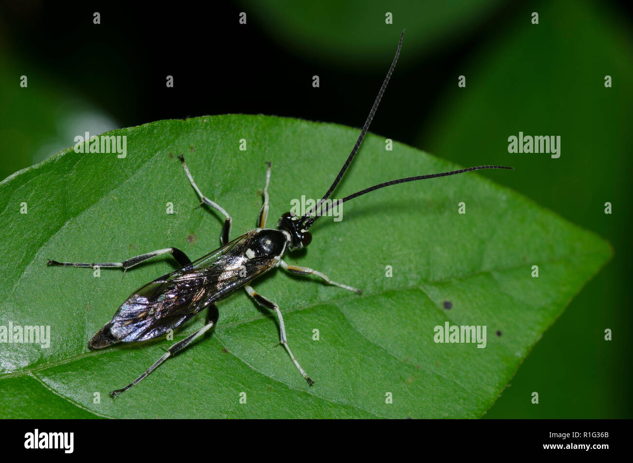 Ichneumon Wasp, Cratichneumon sublatus Stock Photo - Alamy