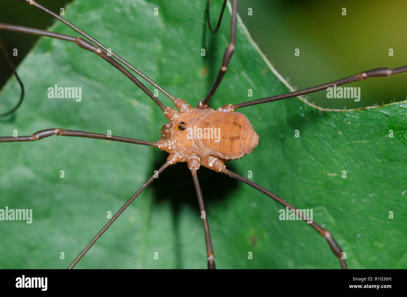 Harvestman, Leiobunum flavum Stock Photo - Alamy