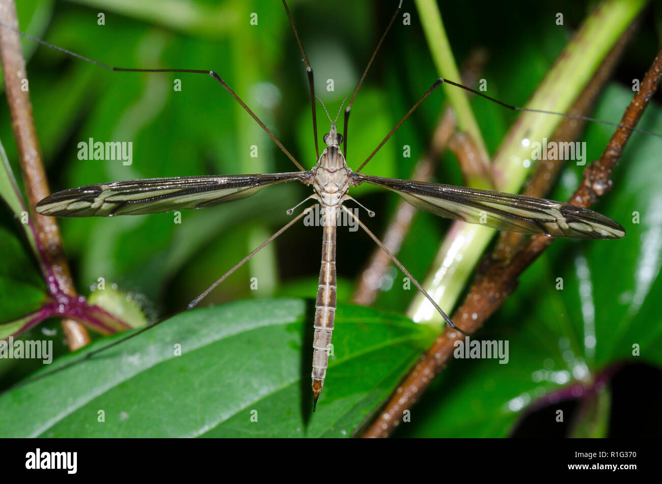 Large Crane Fly, Family Tipulidae Stock Photo - Alamy