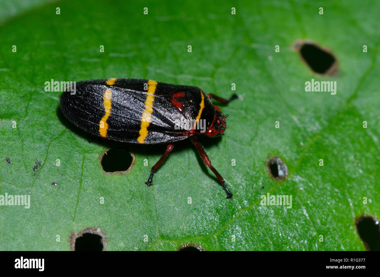Two lined spittlebug prosapia bicincta hi-res stock photography and ...