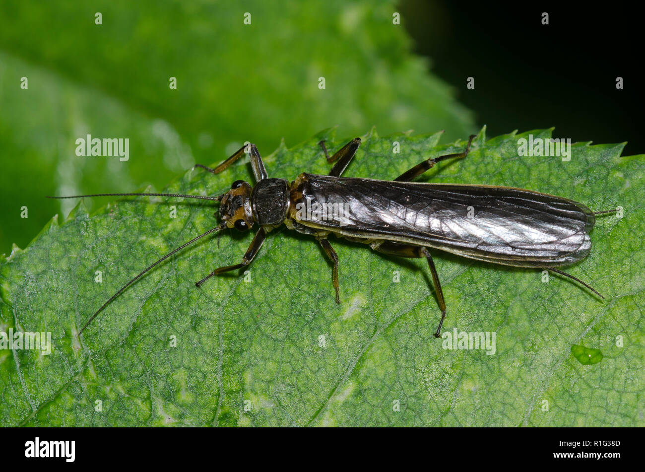 Stonefly plecoptera hi-res stock photography and images - Alamy