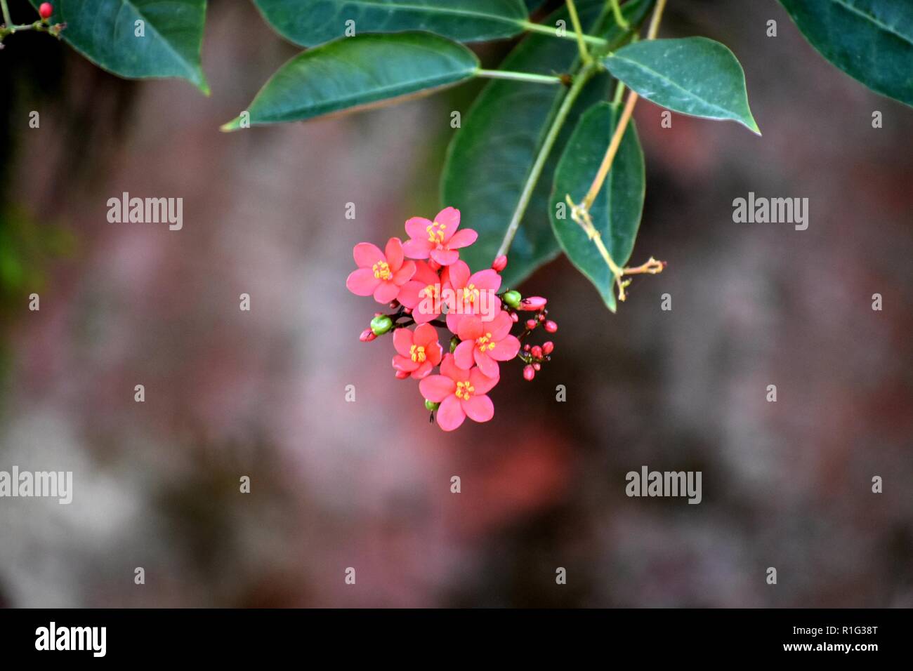 flowers and leaf Stock Photo - Alamy
