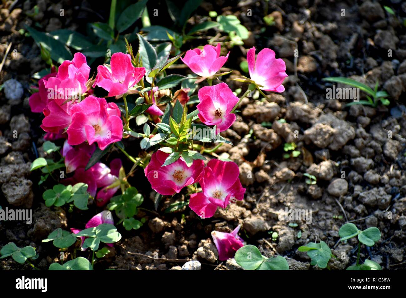 group of flower plants Stock Photo - Alamy