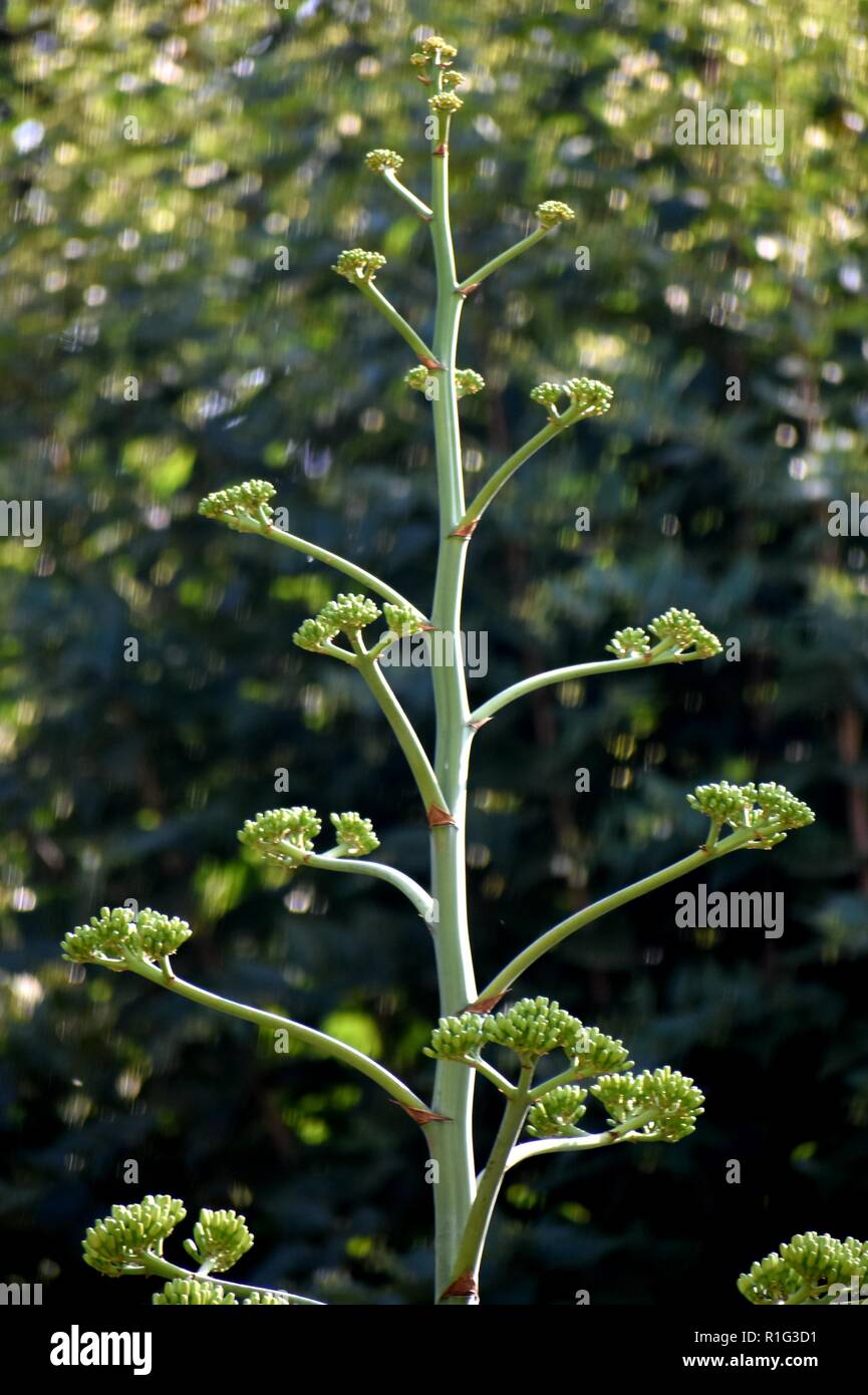 mini tree like plants Stock Photo - Alamy